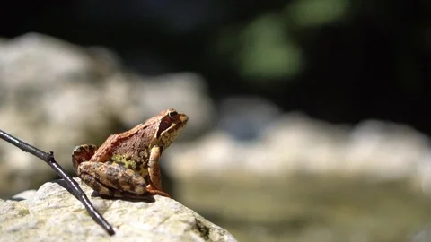 Frog Jump Stock Video Footage | Royalty Free Frog Jump Videos | Pond5