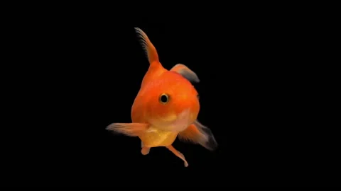 Slow motion of goldfish, fish isolated o... | Stock Video | Pond5