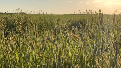 Slow motion of grass weaving in the wind... | Stock Video | Pond5