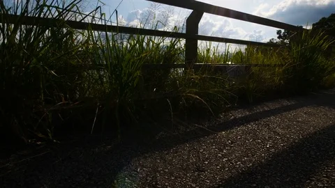 Slow motion: Grass/ weeds and sunset | Stock Video | Pond5