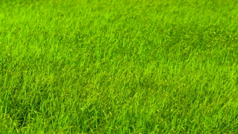 Slow motion green background of grass le... | Stock Video | Pond5