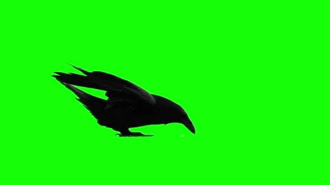 Green Screen Raven Stock Videos – Royalty-Free HD & 4K Videos | Pond5