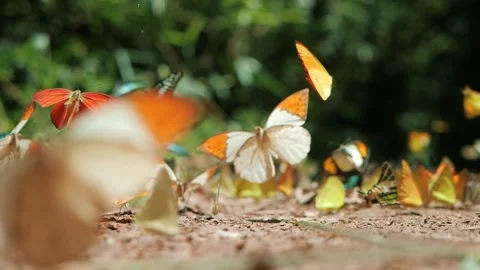 Butterfly Flying Motion Stock Video Footage | Royalty Free Butterfly ...