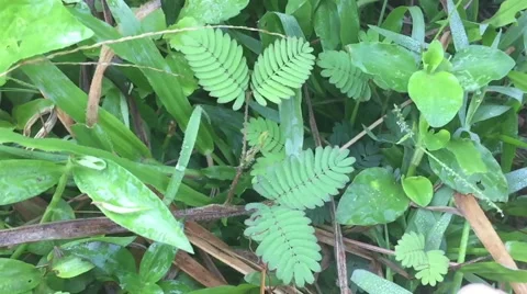 Tickle Stock Footage ~ Royalty Free Stock Videos | Pond5