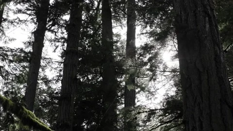 A slow motion handheld video of trees in... | Stock Video | Pond5
