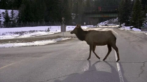 Slow motion HD footage of a moose walkin... | Stock Video | Pond5