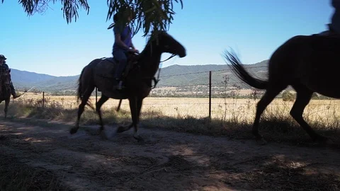 Horses Galloping Stock Videos – Royalty-Free HD & 4K Videos