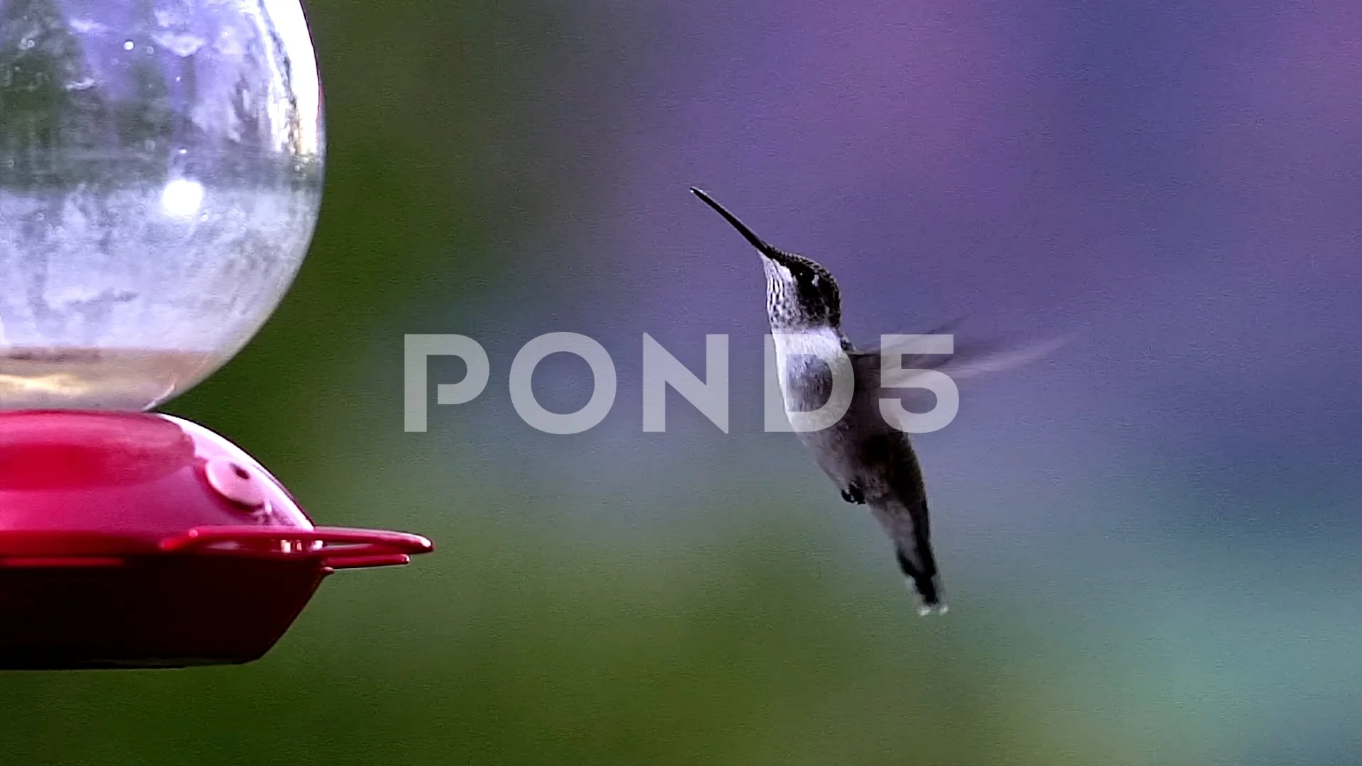 Hummingbird Slow Motion
