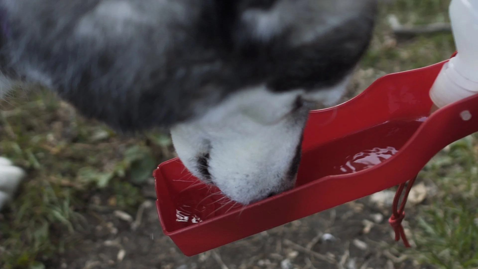 Do Huskies Drink A Lot Of Water