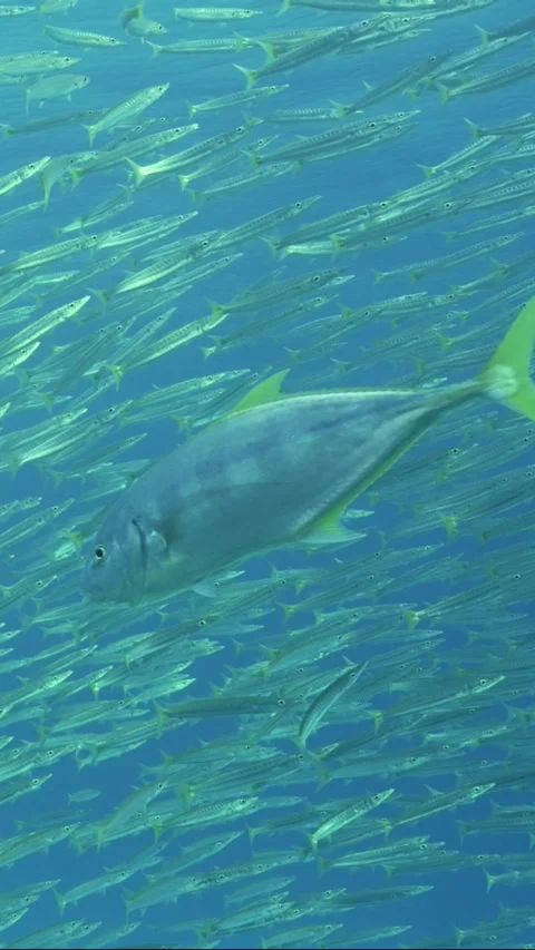 Slow motion, Jack fish swims near shoal ... | Stock Video | Pond5
