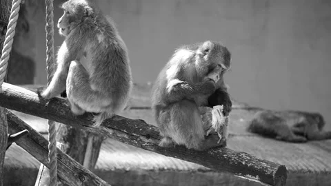 Stram Cm Stock Videos – Royalty-Free HD & 4K Videos | Pond5