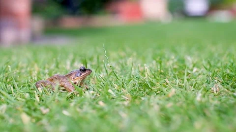 Frog Jump Stock Video Footage | Royalty Free Frog Jump Videos | Pond5