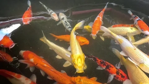 Koi video store