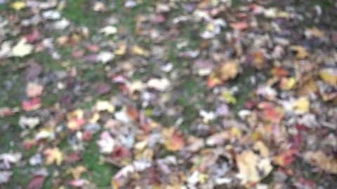 Slow Motion Leaves Falling On Ground 006 | Stock Video | Pond5