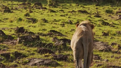 Slow Motion of Male Lion Walking and Pro... | Stock Video | Pond5
