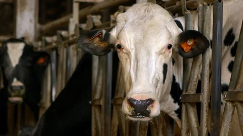 Slow Motion milk cow on modern farm. Cat... | Stock Video | Pond5