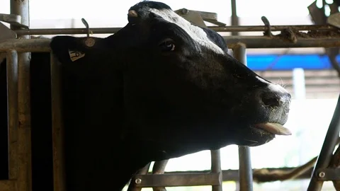 Slow Motion milk cow on modern farm. Cat... | Stock Video | Pond5
