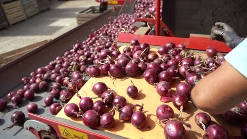 Slow Motion of Onion Sorting and Grading... | Stock Video | Pond5
