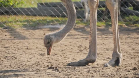 Ostrich Pooping Stock Footage ~ Royalty Free Stock Videos | Pond5