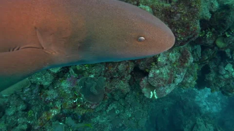 Slow Motion Pan: Nurse shark swimming ov... | Stock Video | Pond5