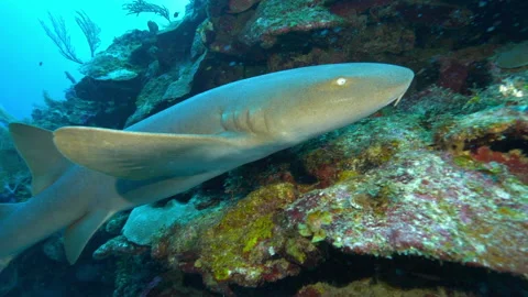 Slow Motion Pan: Nurse shark swimming by... | Stock Video | Pond5