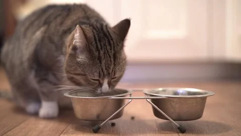 Bowl Picture Stock Videos – Royalty-Free HD & 4K Videos