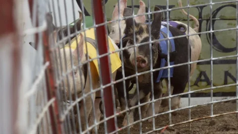 Pigs Running Stock Videos – Royalty-Free HD & 4K Videos
