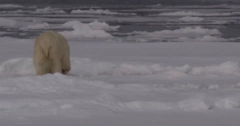 Slow Motion - Polar Bear Breaks Through ... | Stock Video | Pond5