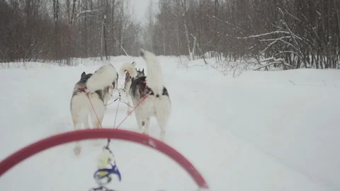 Pulling Team Stock Video Footage | Royalty Free Pulling Team Videos | Pond5