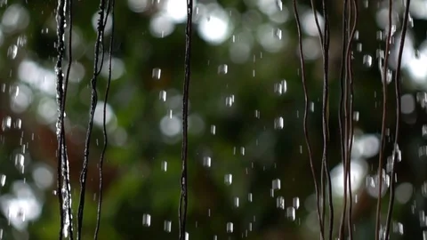 Slow motion of rain falling in garden | Stock Video | Pond5