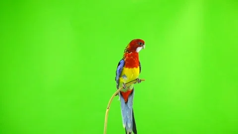 Parrot Flapping Wings Stock Footage ~ Royalty Free Stock Videos | Pond5