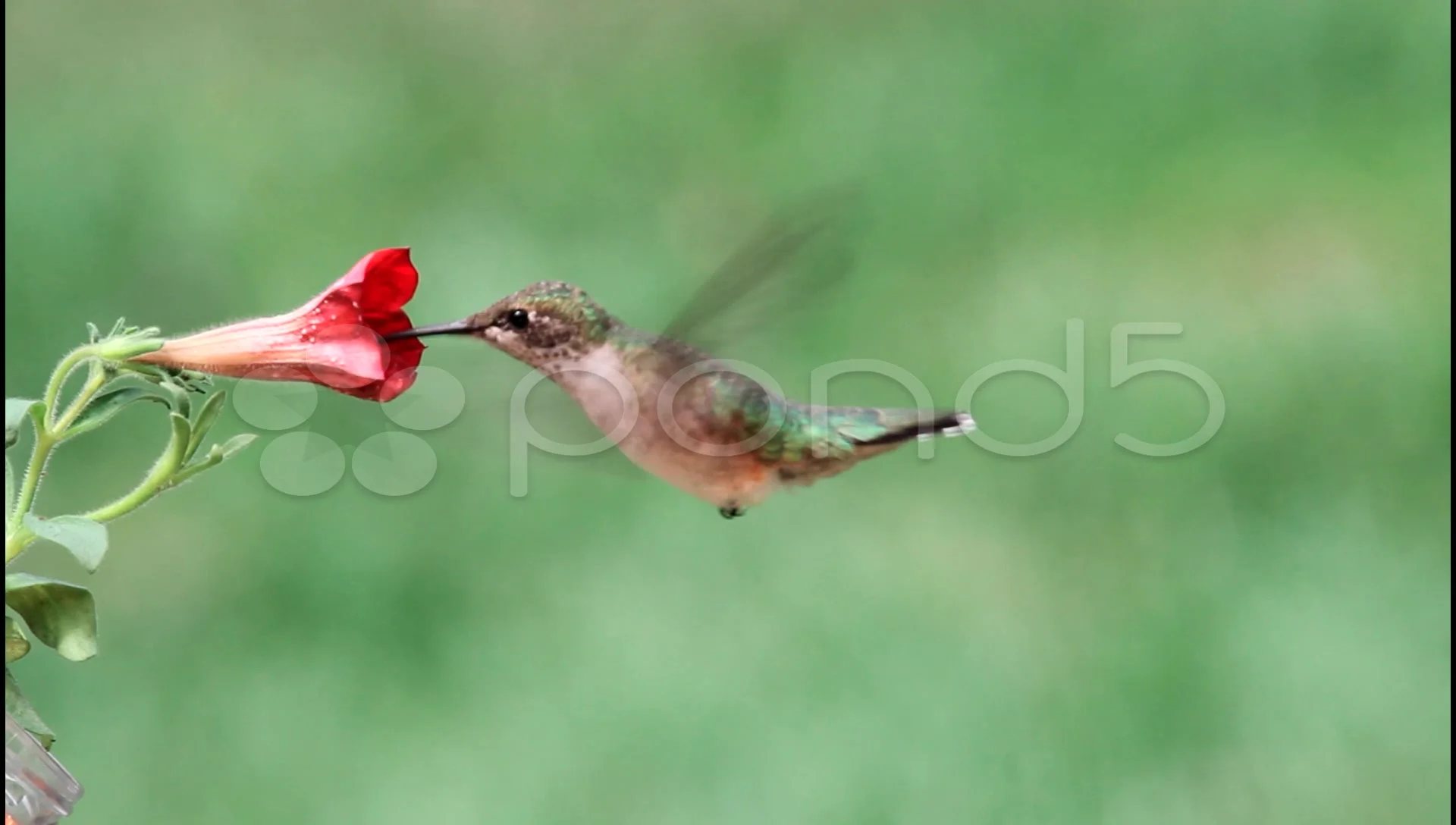 Hummingbird Flying Slow Motion