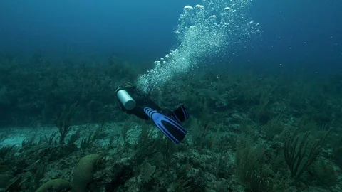 Slow motion of scuba diver exploring bea... | Stock Video | Pond5