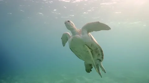 Slow motion, Sea turtle floats up slowly... | Stock Video | Pond5