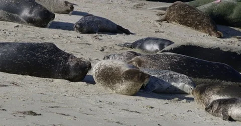 Slow motion of seal and seal pups swimmi... | Stock Video | Pond5