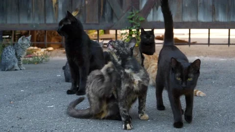 Slow Motion Several cats sits on the pav... | Stock Video | Pond5