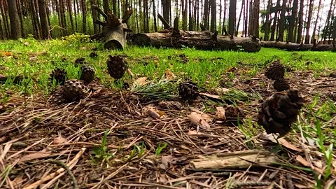 Pinecone Falling Stock Videos – Royalty-Free HD & 4K Videos | Pond5