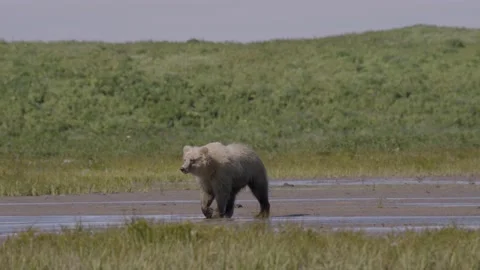 Slow motion shot of Brown Bear - grizzly... | Stock Video | Pond5