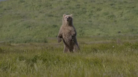 Slow motion shot - Charging Brown Bear -... | Stock Video | Pond5