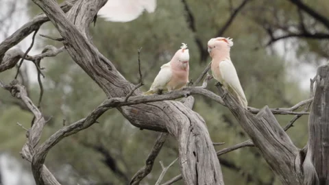 slow motion shot of a flock of major mit... | Stock Video | Pond5