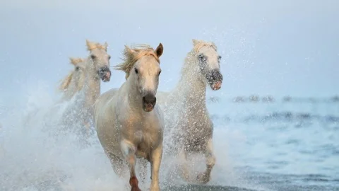 Slow motion shot of horses running while... | Stock Video | Pond5