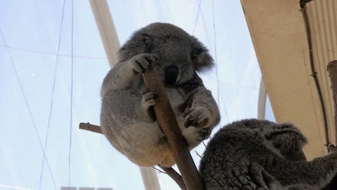 Sleeping Koala Stock Videos – Royalty-Free HD & 4K Videos | Page 5