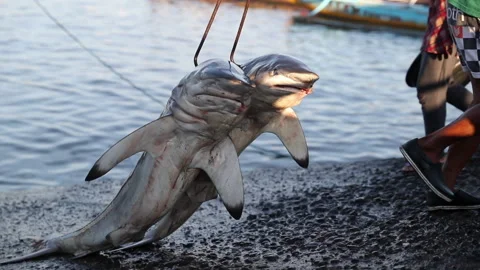 Frish Man G Stock Videos – Royalty-Free HD & 4K Videos