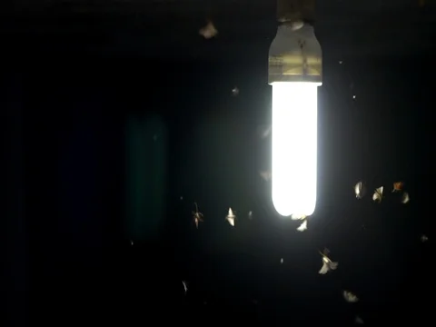 Moths Slowed Stock Videos – Royalty-Free HD & 4K Videos | Pond5