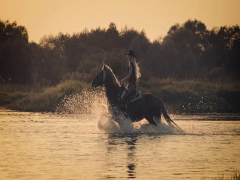 Horse Running Slow Motion Stock Videos – Royalty-Free HD & 4K Videos