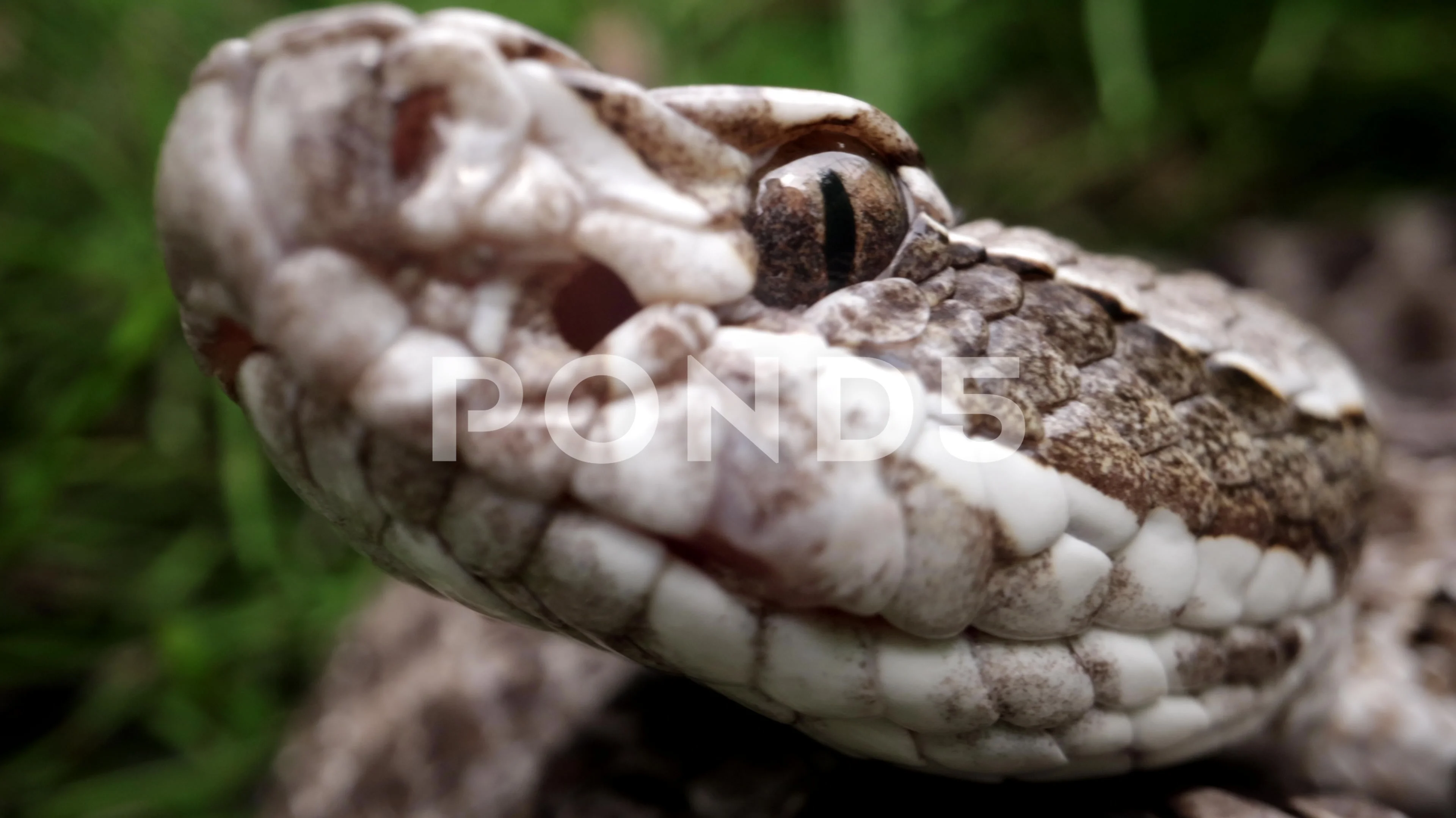 Snake Strike Slow Motion