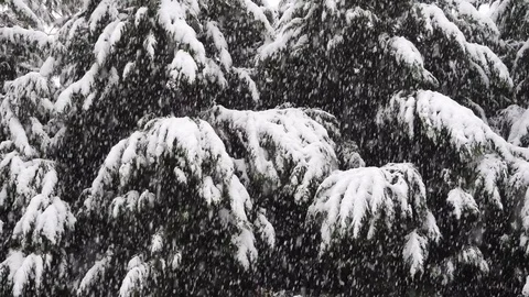 Slow motion snow falling with evergreen ... | Stock Video | Pond5