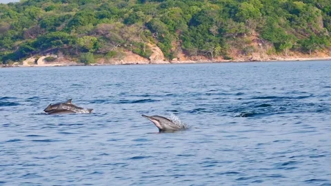 Dolphins Stock Videos – Royalty-Free HD & 4K Videos | Page 3