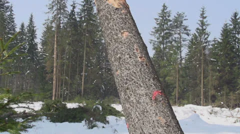 SLOW MOTION: Spruce tree falling down | Stock Video | Pond5