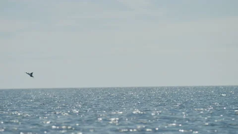 Sting Ray Stock Video Footage | Royalty Free Sting Ray Videos | Pond5